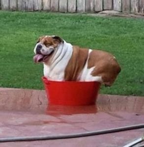 62 Animals Trying Hilariously To Beat The Heat