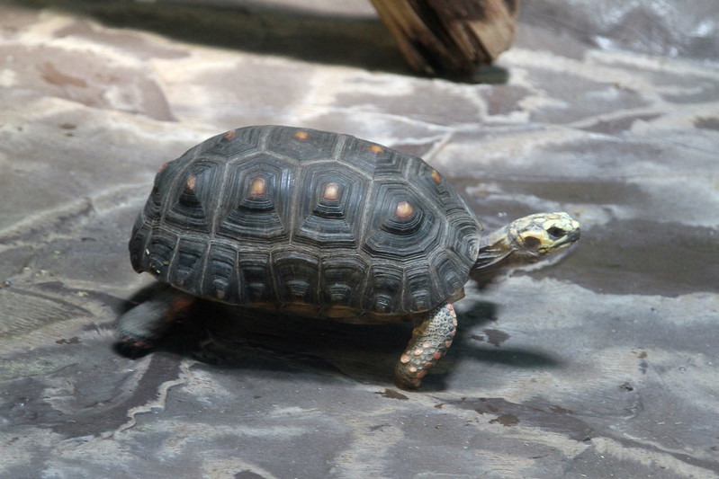 Family lose pet tortoise only to find it alive and well 30 years later ...