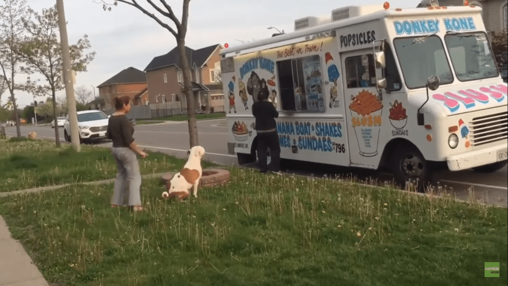 Pit bull patiently waits in line for ice cream