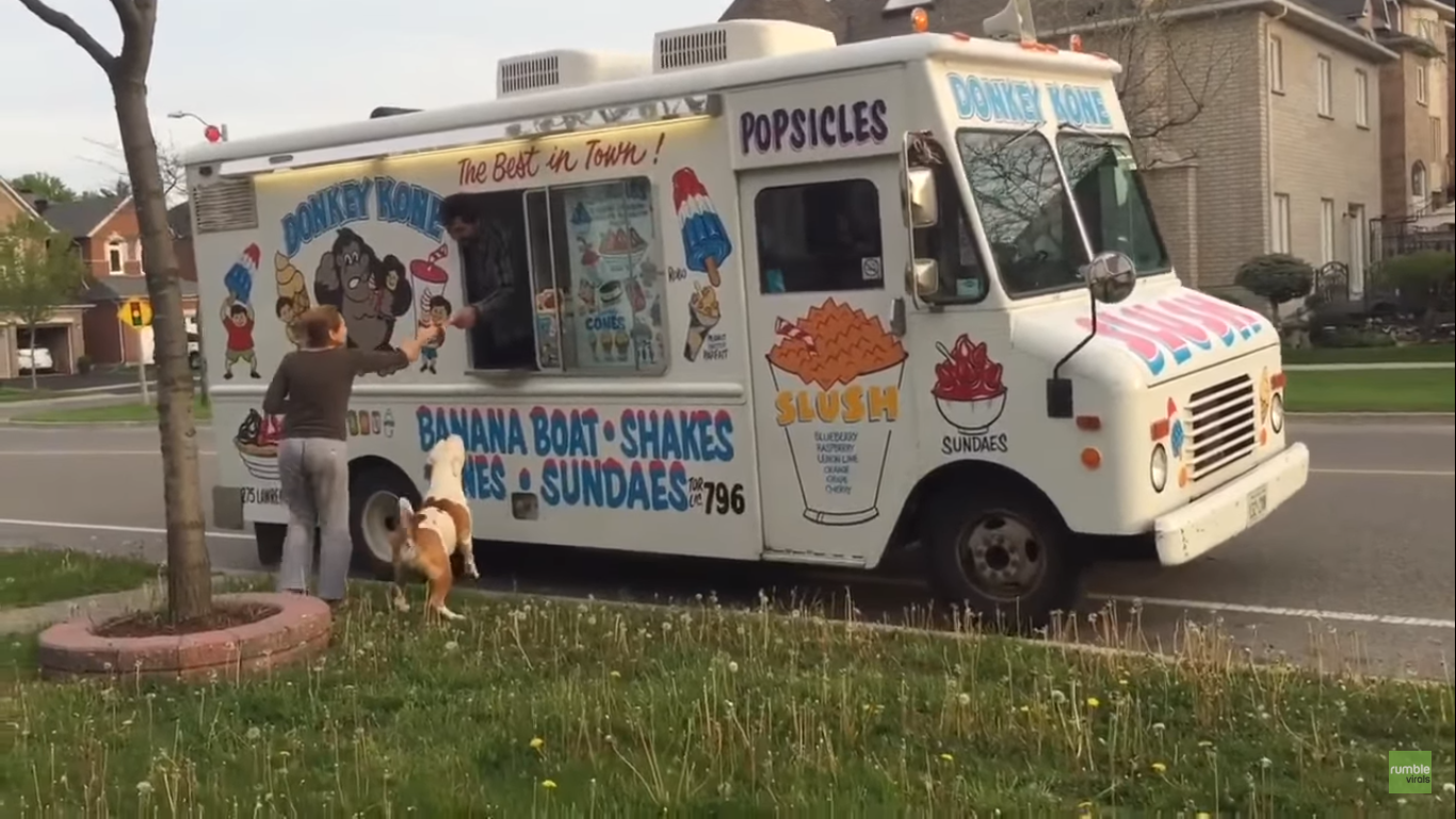 Pit bull patiently waits in line for ice cream