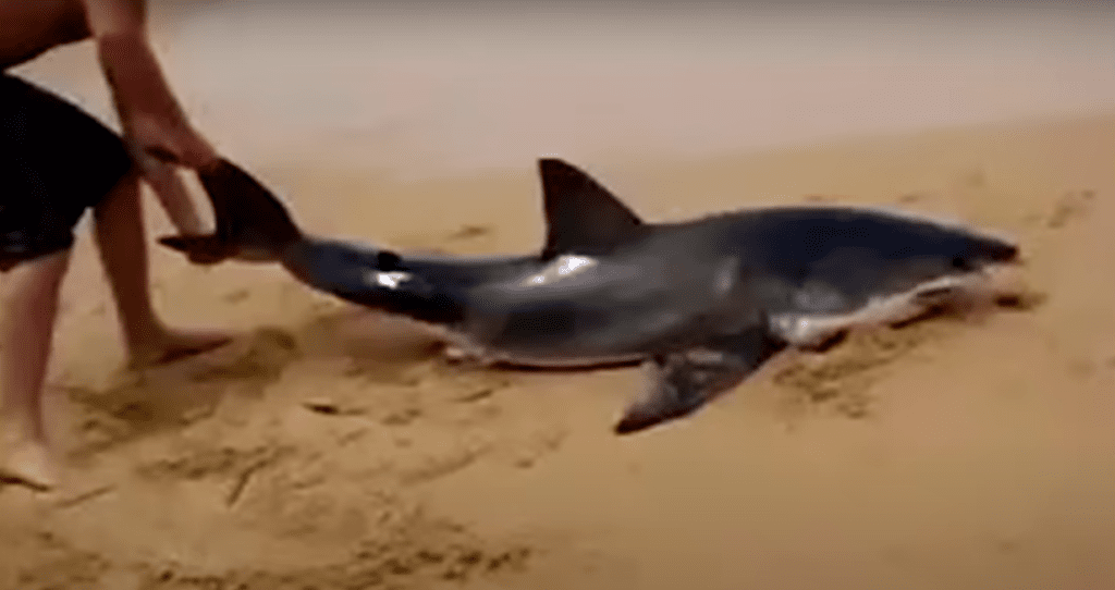 Man Attempts To Rescue Beached Great White Shark
