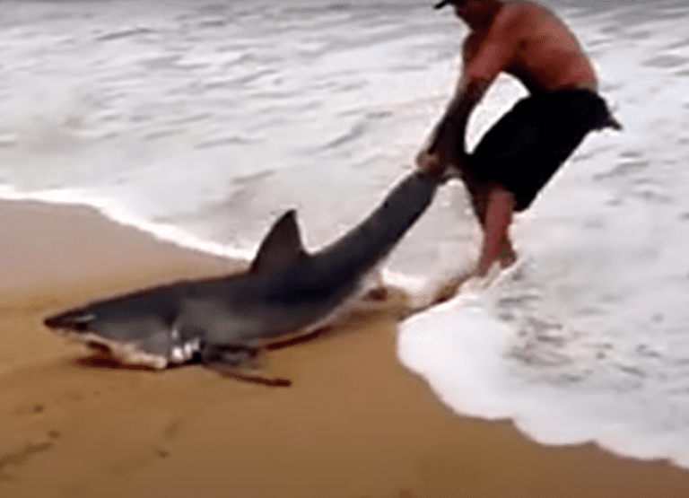 Man Attempts To Rescue Beached Great White Shark