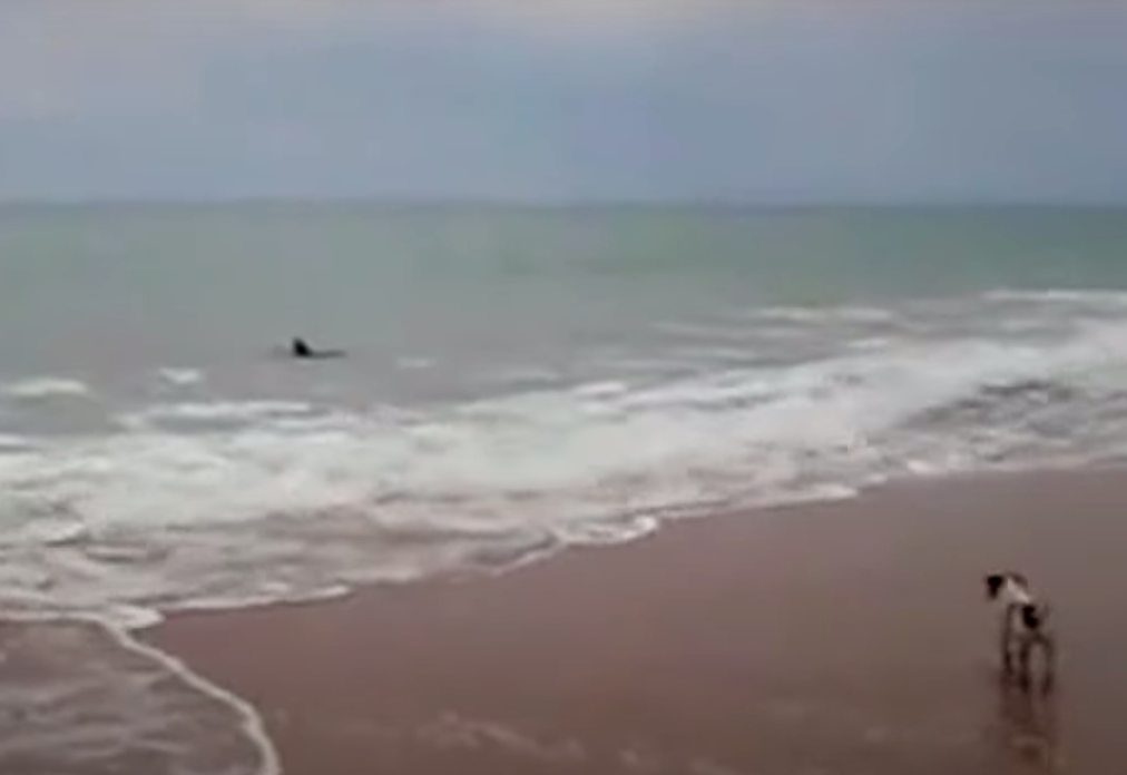 Man Attempts To Rescue Beached Great White Shark