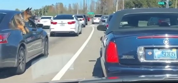 Man hops out of his car at a traffic light to let another dog 'meet ...