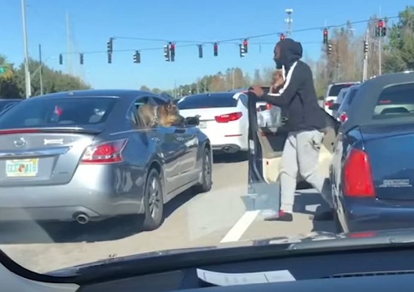 Man hops out of his car at a traffic light to let another dog 'meet ...