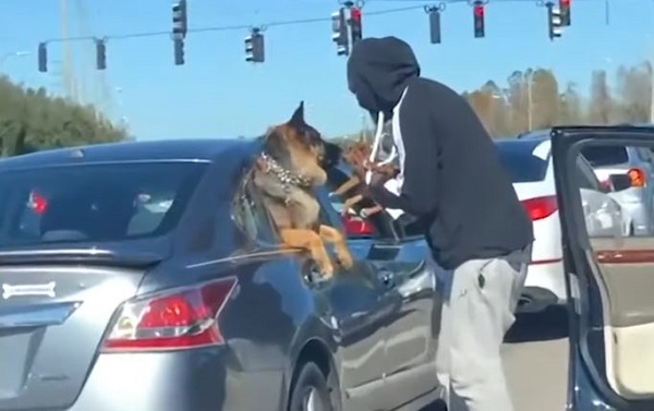 Man hops out of his car at a traffic light to let another dog 'meet ...
