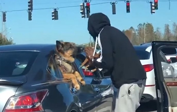 Man hops out of his car at a traffic light to let another dog 'meet ...