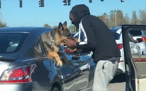 Man hops out of his car at a traffic light to let another dog 'meet ...