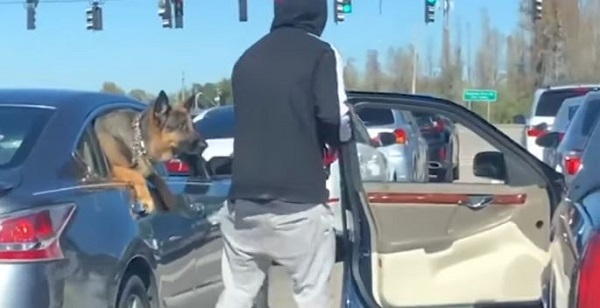 Man hops out of his car at a traffic light to let another dog 'meet ...