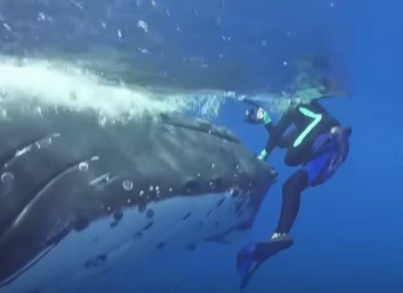 Whale protects research diver from a shark
