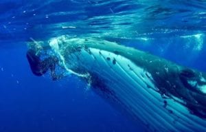 Whale protects research diver from a shark