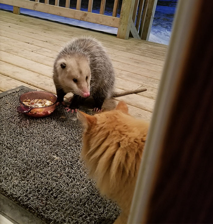 Possum tries to steal cat’s dinner and cat turns to mom for help