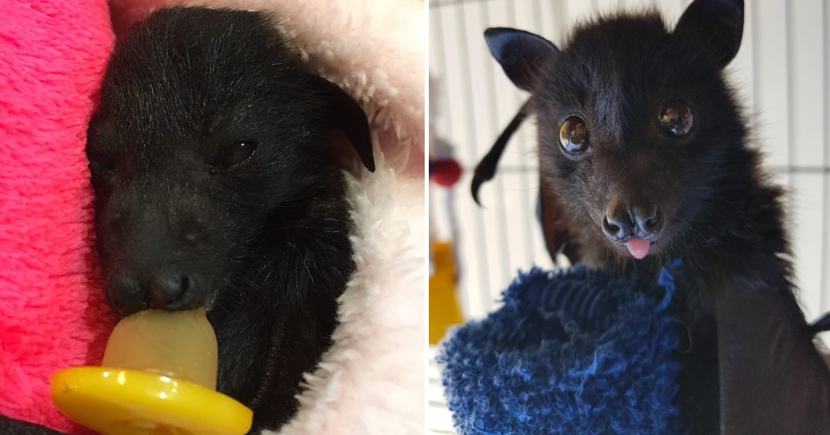 45 adorable photos of bats that will have you referring to them as “sky ...