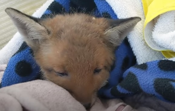 Family rescues baby fox in their yard and reunites him with mom