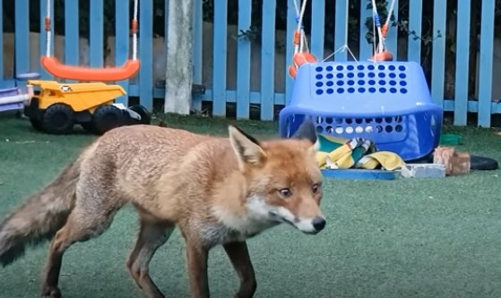 Family rescues baby fox in their yard and reunites him with mom