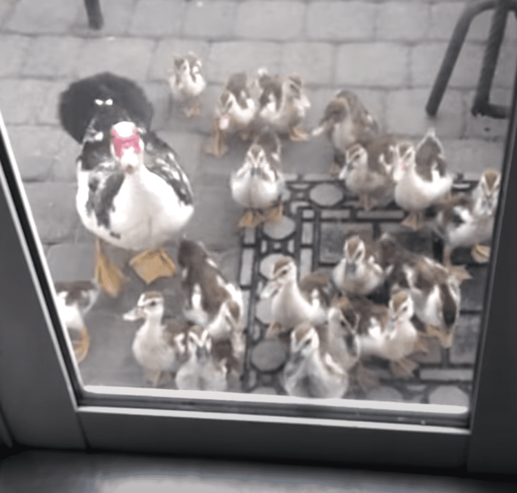 Cute Baby Ducks Follow Man Around Yard
