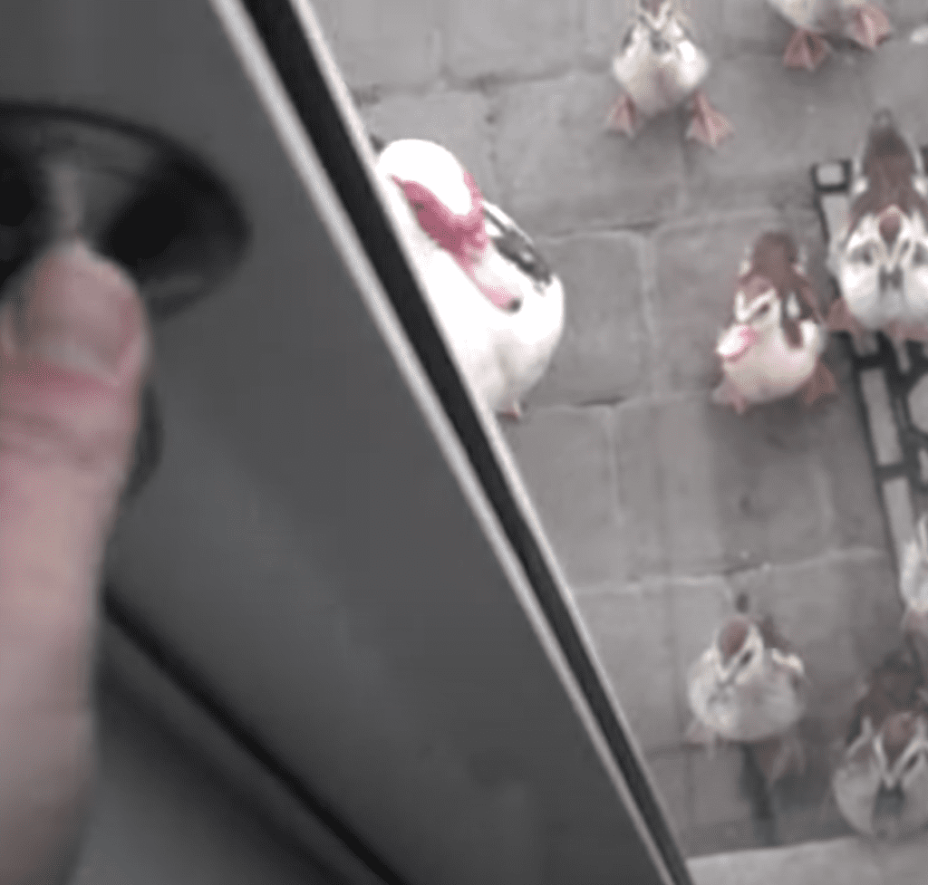 Cute Baby Ducks Follow Man Around Yard