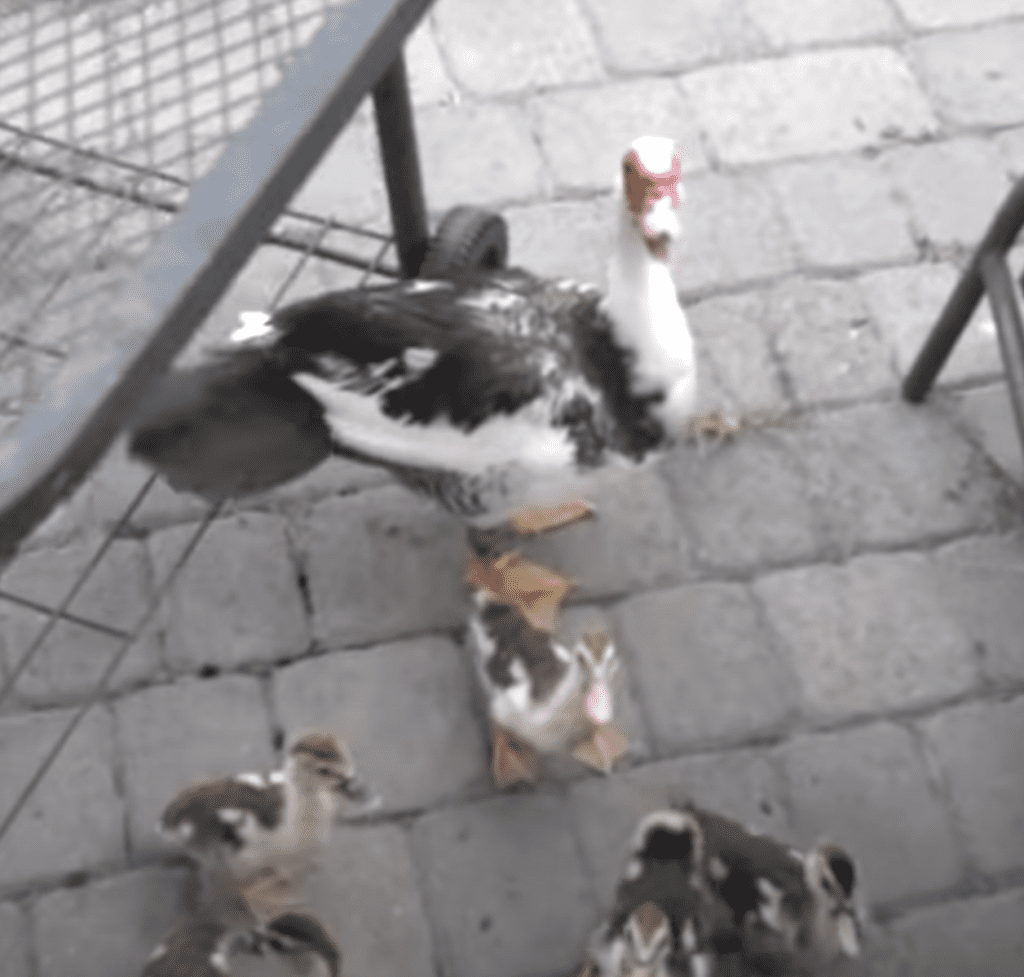 Cute Baby Ducks Follow Man Around Yard