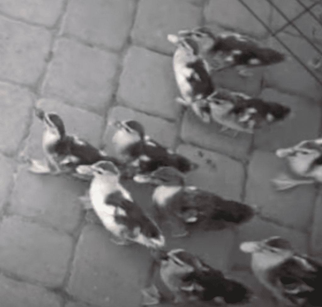 Cute Baby Ducks Follow Man Around Yard