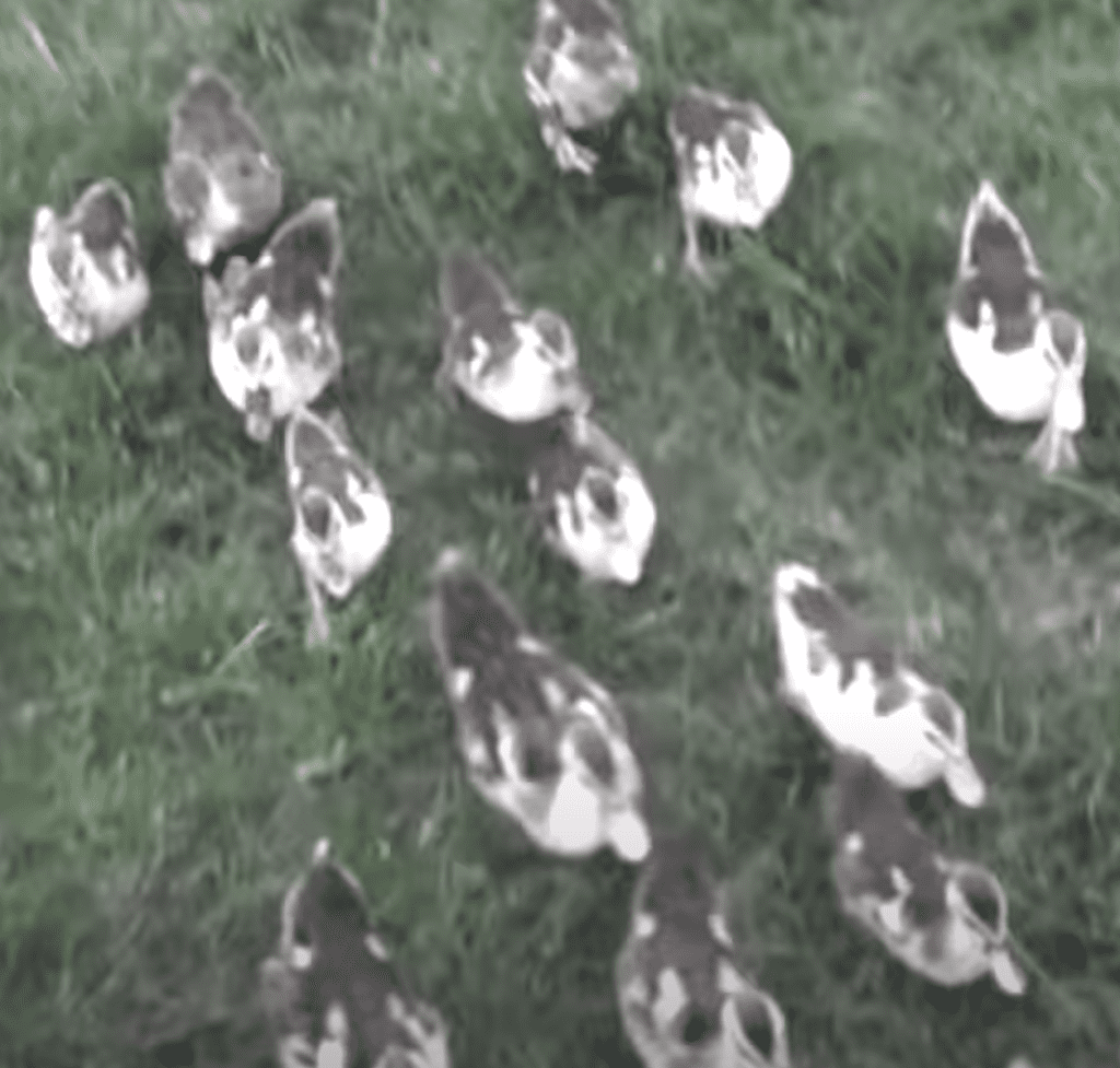 Cute Baby Ducks Follow Man Around Yard