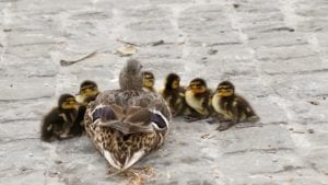 Cute ducklings attempt to climb a towering staircase