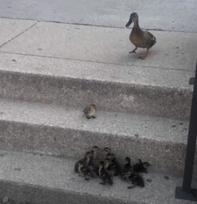 Cute ducklings attempt to climb a towering staircase