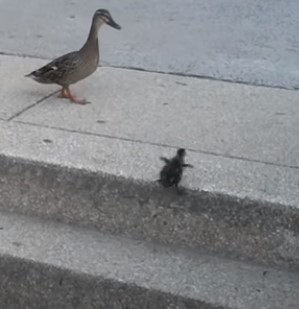 Cute ducklings attempt to climb a towering staircase