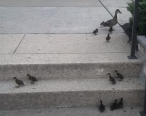Cute ducklings attempt to climb a towering staircase