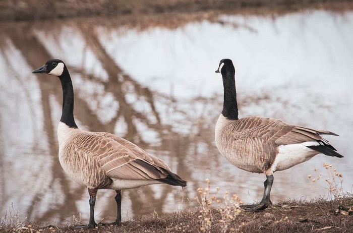 Canadian man faces off against wild goose on his way to work