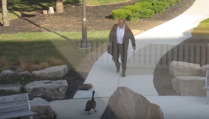 Canadian man faces off against wild goose on his way to work