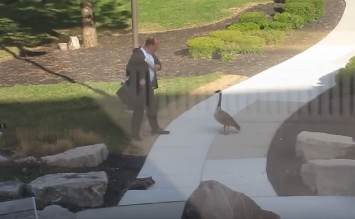 Canadian man faces off against wild goose on his way to work