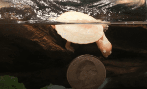 Man adopts special needs turtle with an exposed heart