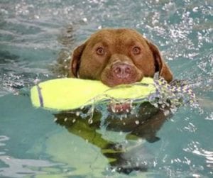 Funny dog deadpans in the middle of a pool party