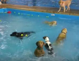 Funny dog deadpans in the middle of a pool party