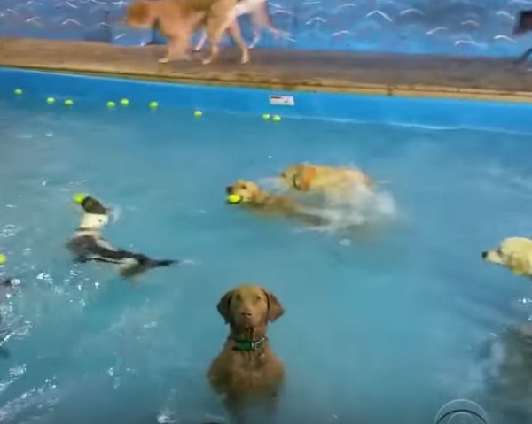 Funny dog deadpans in the middle of a pool party