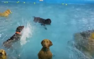 Funny dog deadpans in the middle of a pool party