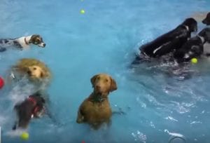 Funny dog deadpans in the middle of a pool party