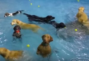 Funny dog deadpans in the middle of a pool party