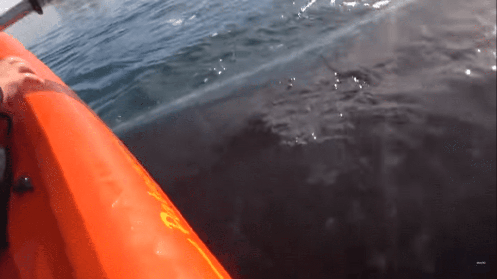 Whale lifts kayaker straight out of the water
