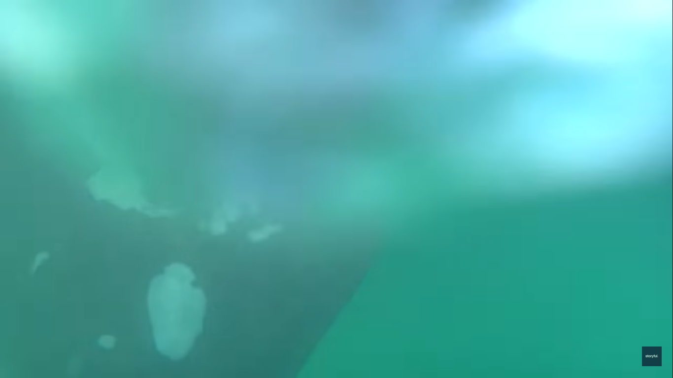 Whale lifts kayaker straight out of the water