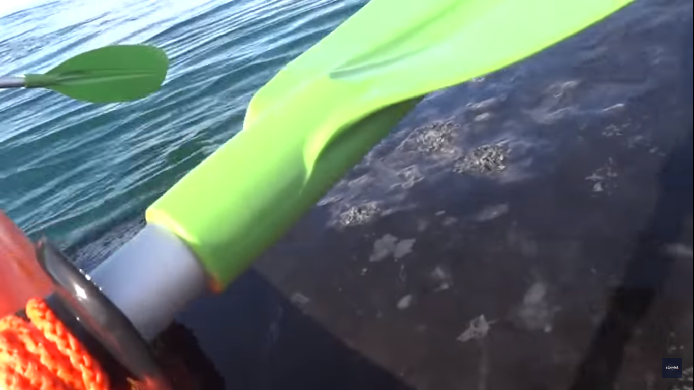 Whale lifts kayaker straight out of the water