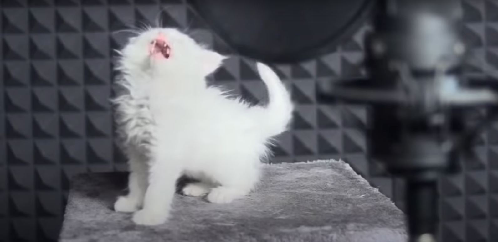 Cute kittens auto-tuned meows make up the sum of piano classic ‘River ...