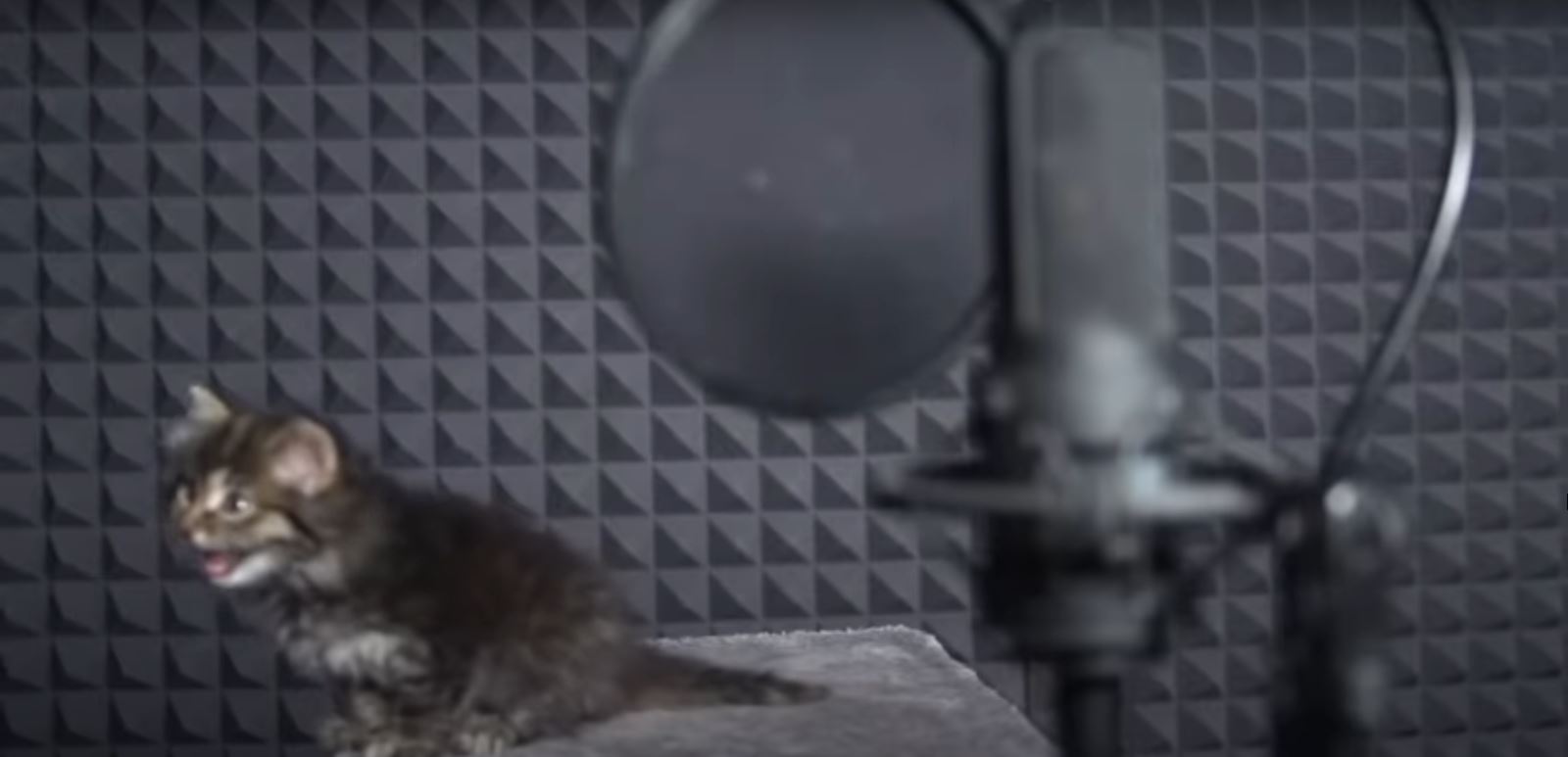 Cute kittens auto-tuned meows make up the sum of piano classic ‘River ...