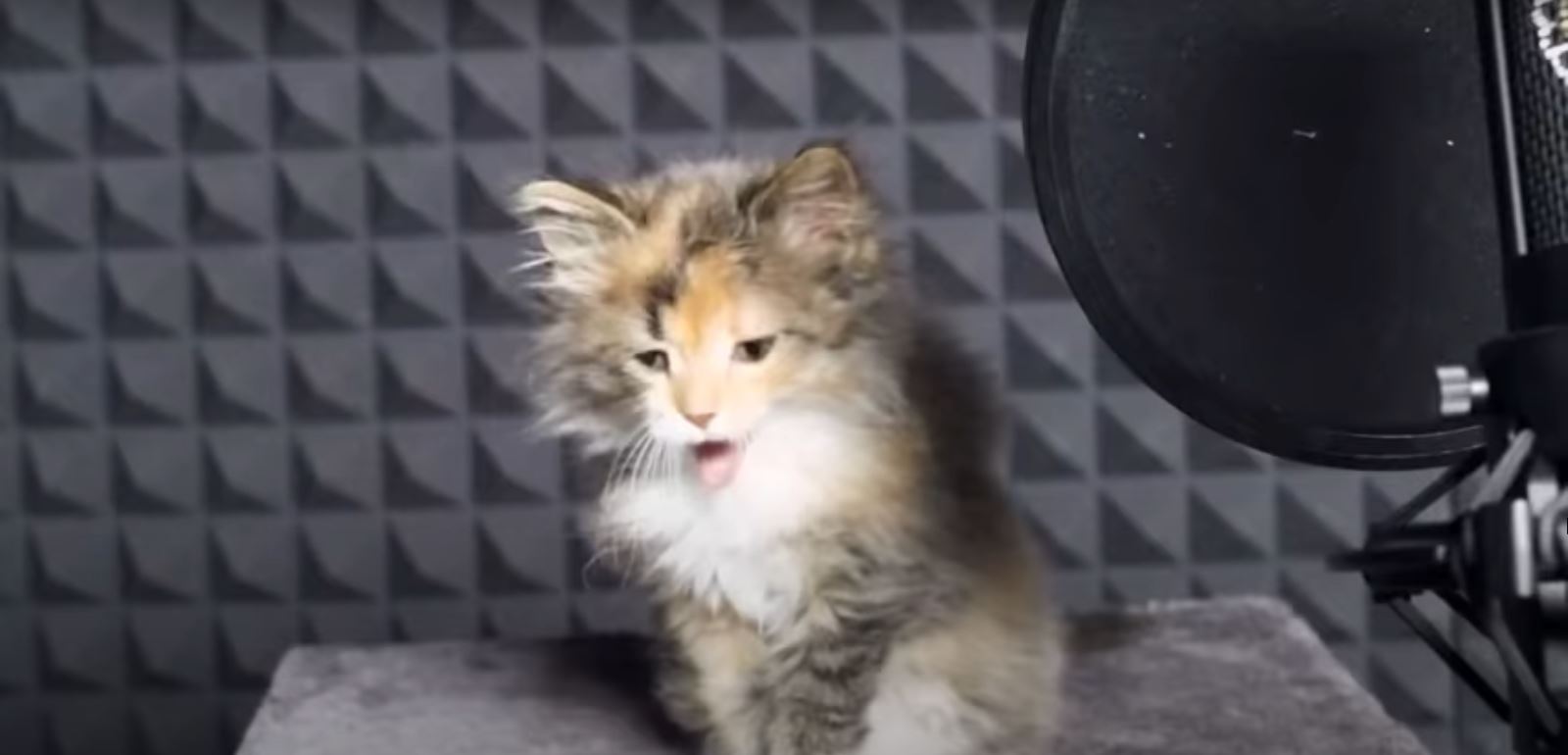 Cute kittens auto-tuned meows make up the sum of piano classic ‘River ...