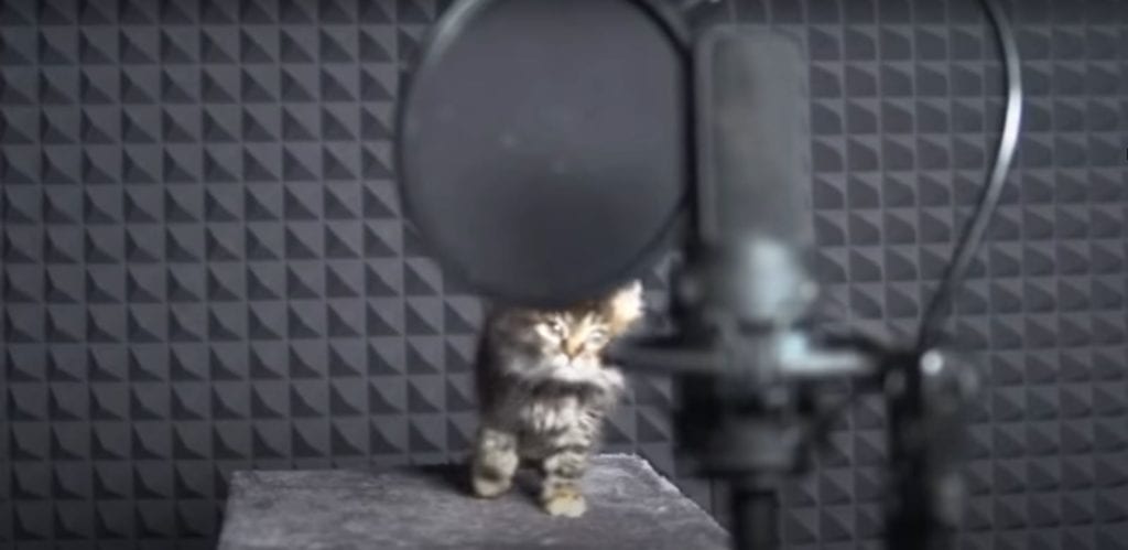 Cute kittens auto-tuned meows make up the sum of piano classic ‘River ...
