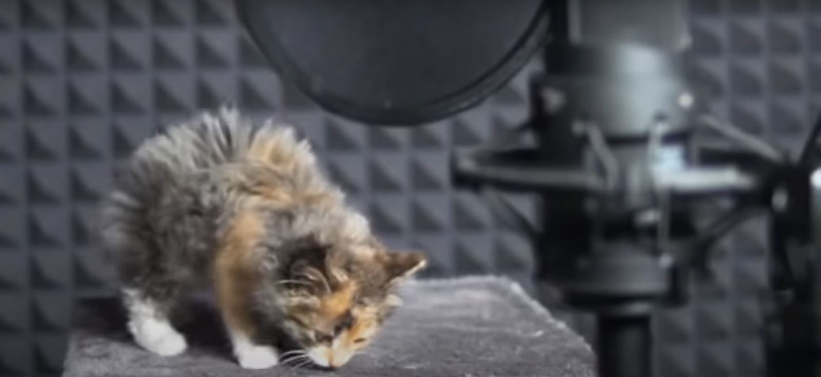 Cute kittens auto-tuned meows make up the sum of piano classic ‘River ...