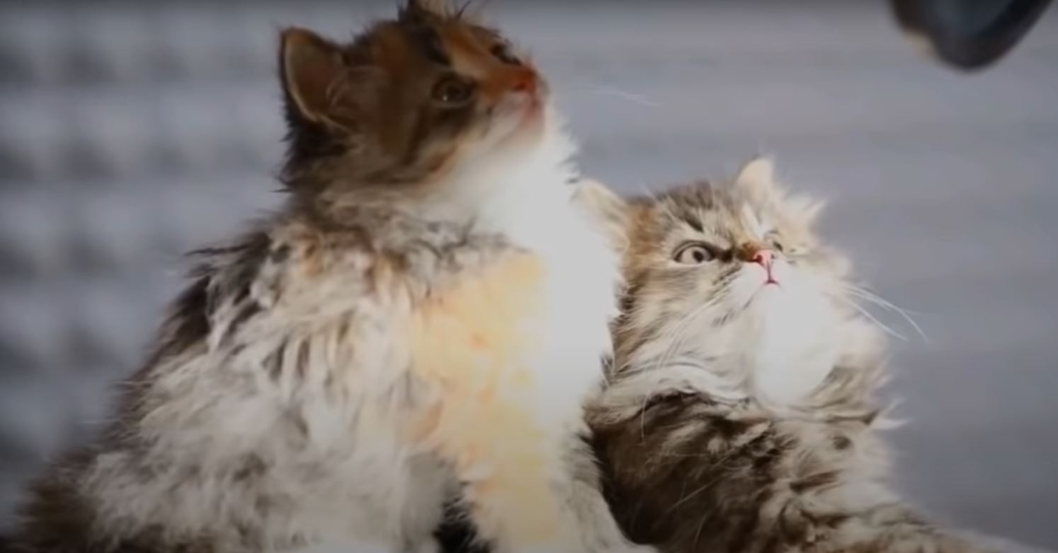 Cute kittens auto-tuned meows make up the sum of piano classic ‘River ...