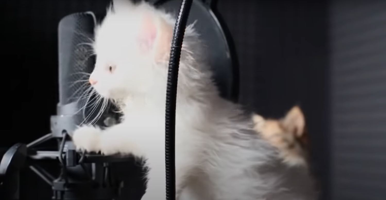Cute kittens auto-tuned meows make up the sum of piano classic ‘River ...