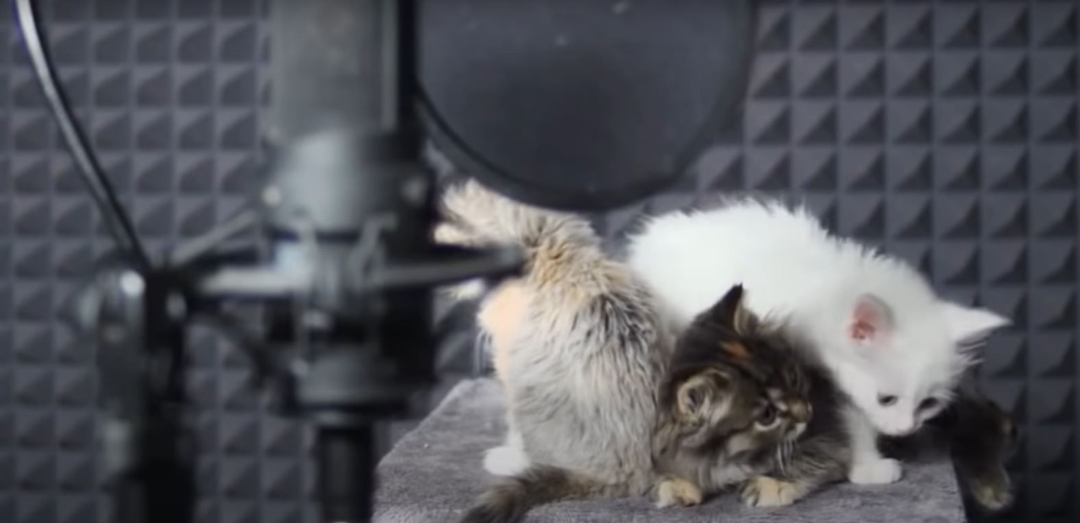 Cute kittens auto-tuned meows make up the sum of piano classic ‘River ...