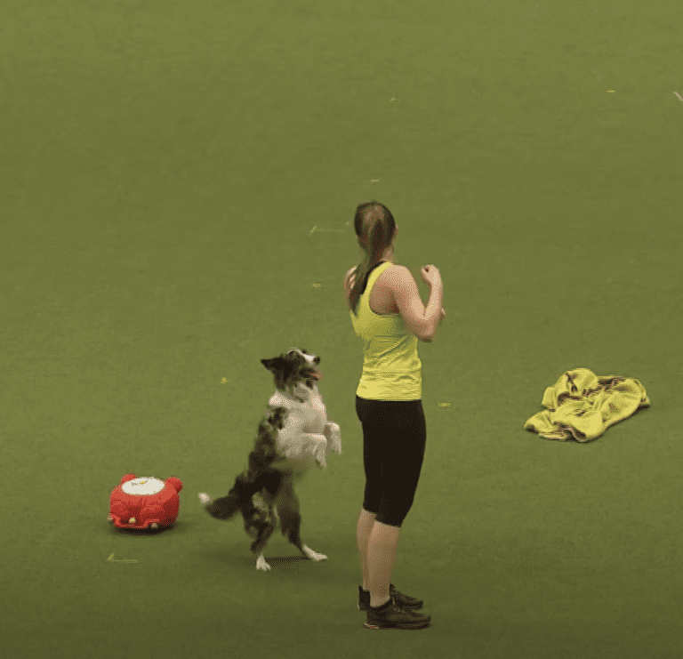 Dog And His Trainer Show Off Brilliant Dance Routine